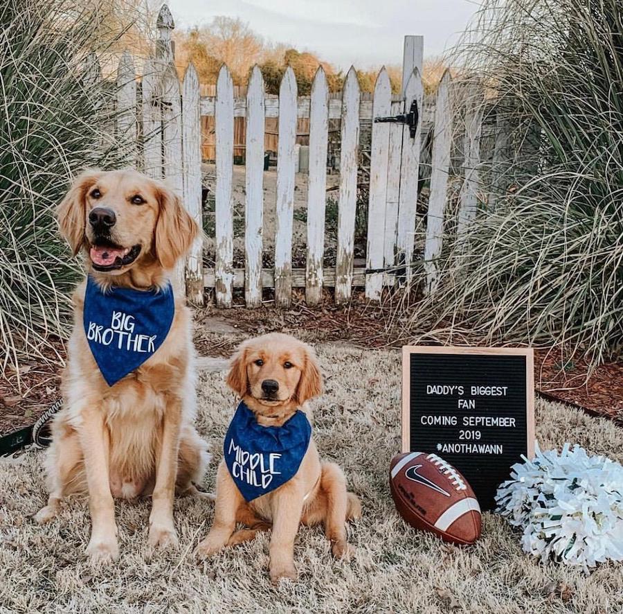 20 Pawsome Dog Pregnancy Announcements The Postpartum Party